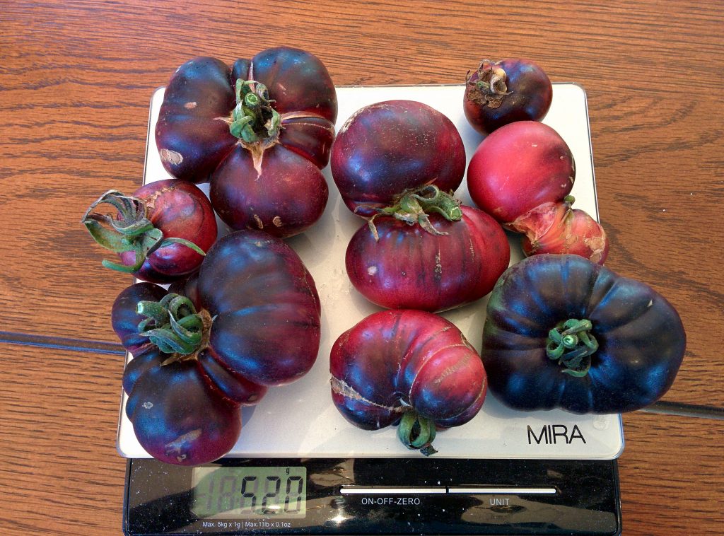 Blue Beauty Tomatoes in San Francisco – Mike's Home, Garden, Cooking & Tech