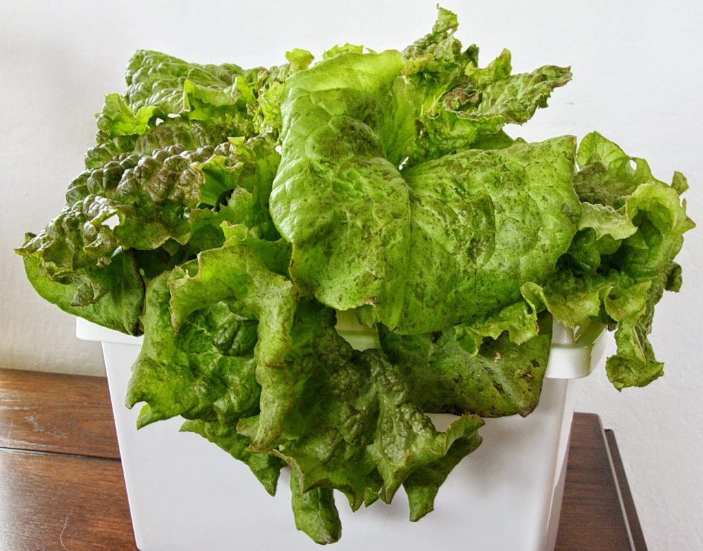 Gaviota & Red Sails Lettuce, Kratky Method - Mike's Home, Garden ...